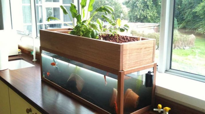 How to Create a DIY Aquaponics Farm on Your Backyard