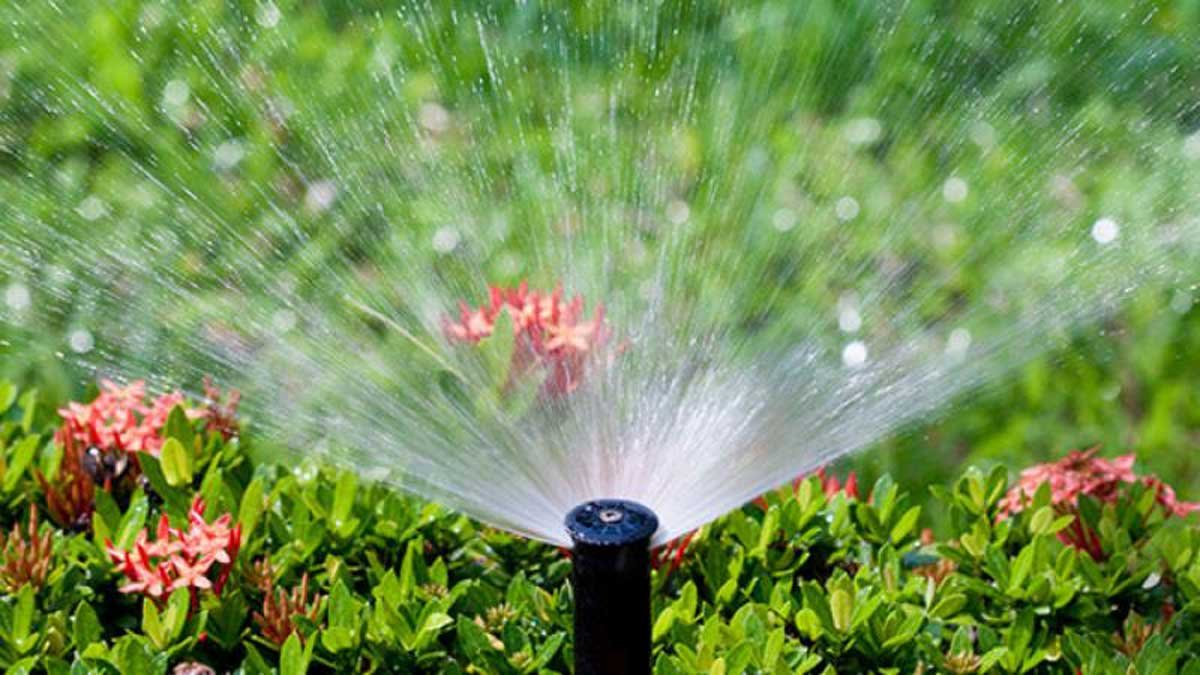 10 Water-Saving Tips for Your Garden