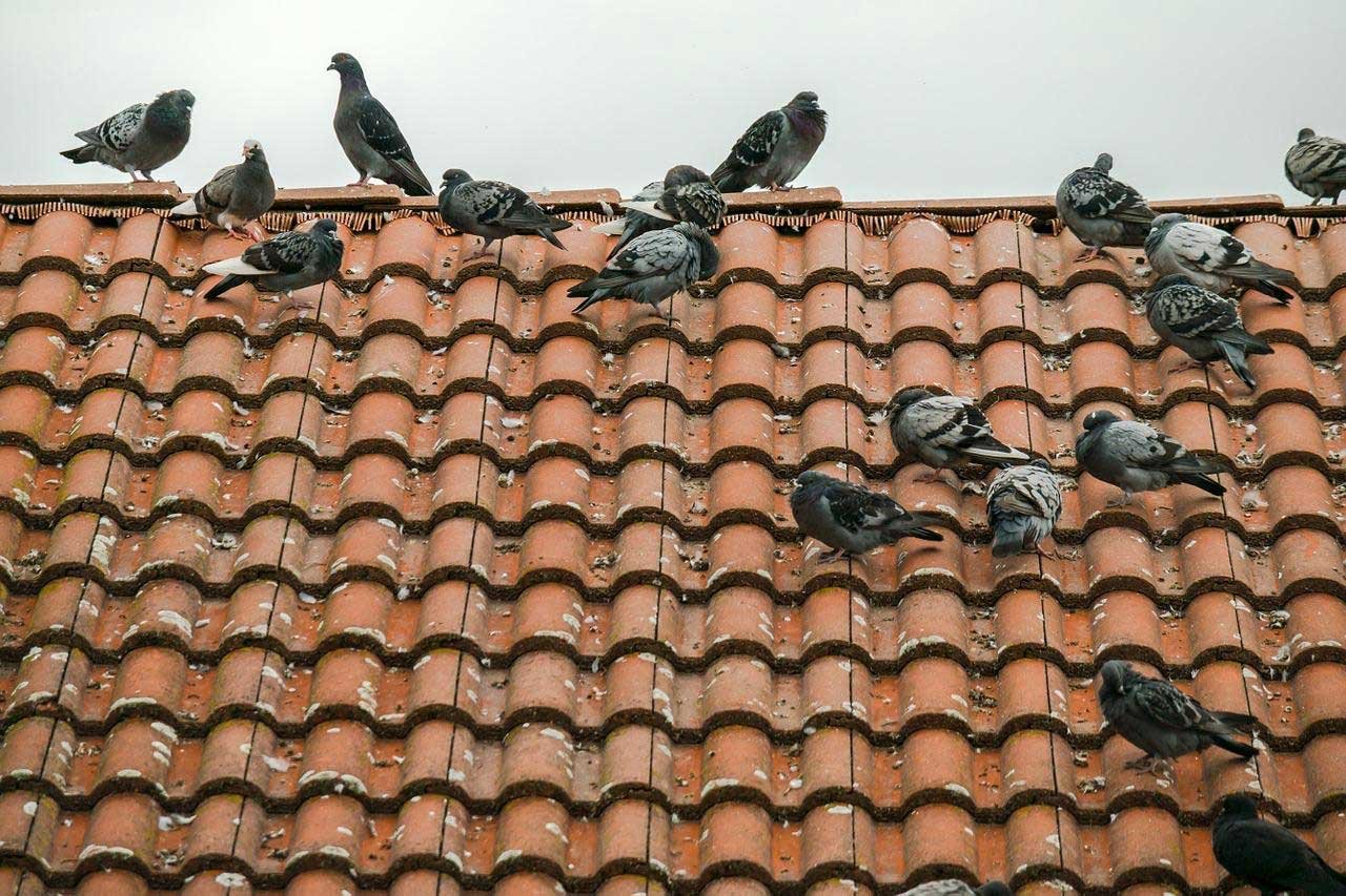 How to Get Rid of a Bird Infestation On Your Building