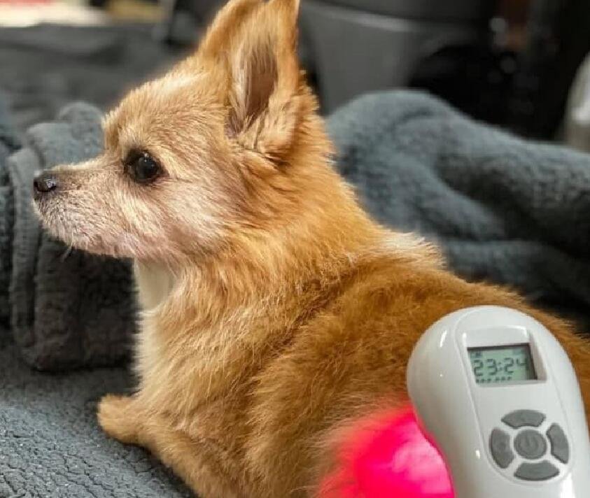 Laser therapy for dogs - Domer Laser