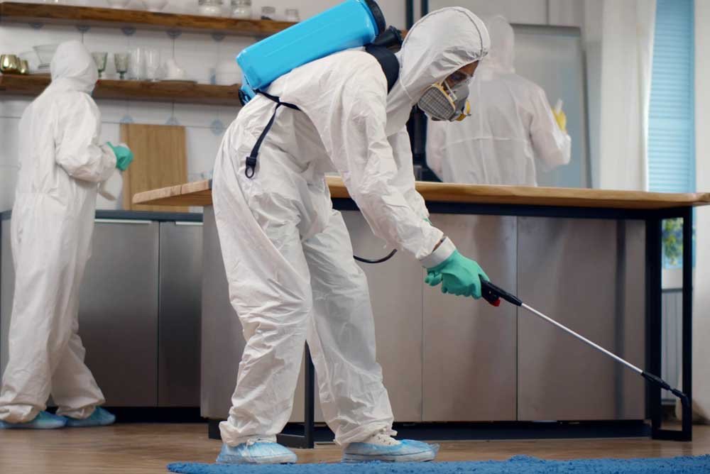 The Cost of Ignoring Pest Control: Why Prevention is Key to a Healthy Home