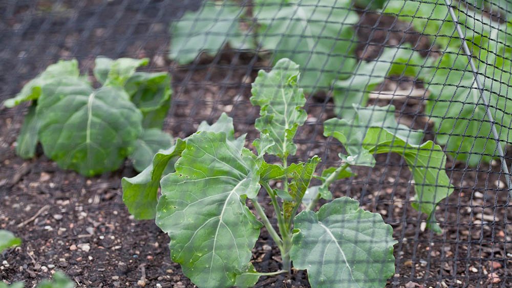 Choosing the Right Wire Mesh for Your Garden Needs