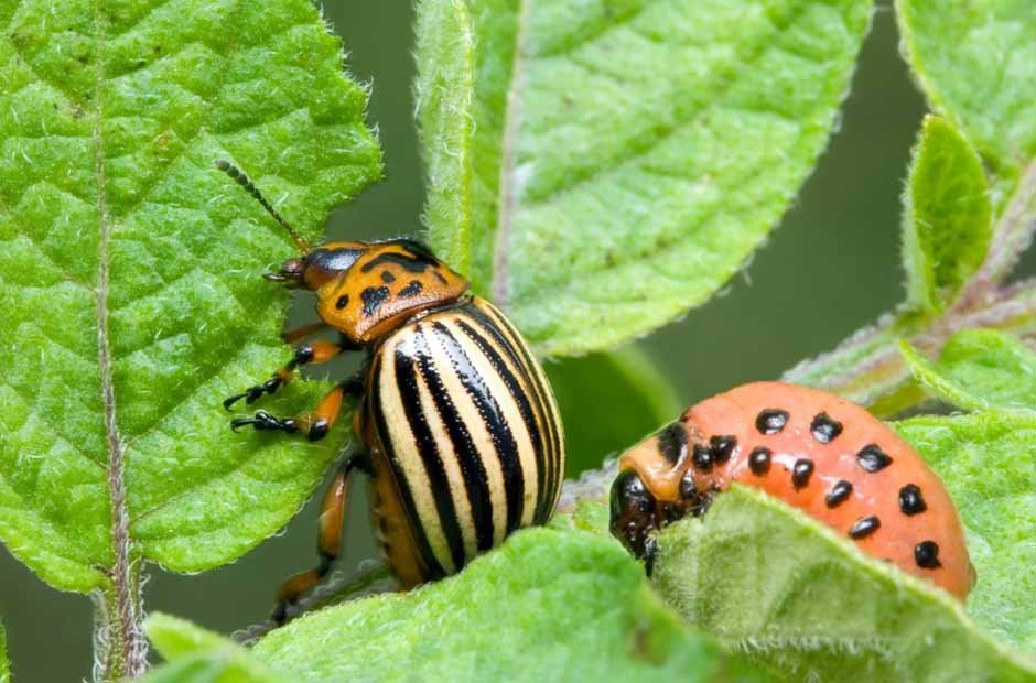 Integrated Pest Management (IPM): Your Ultimate Guide to a Pest-Free ...